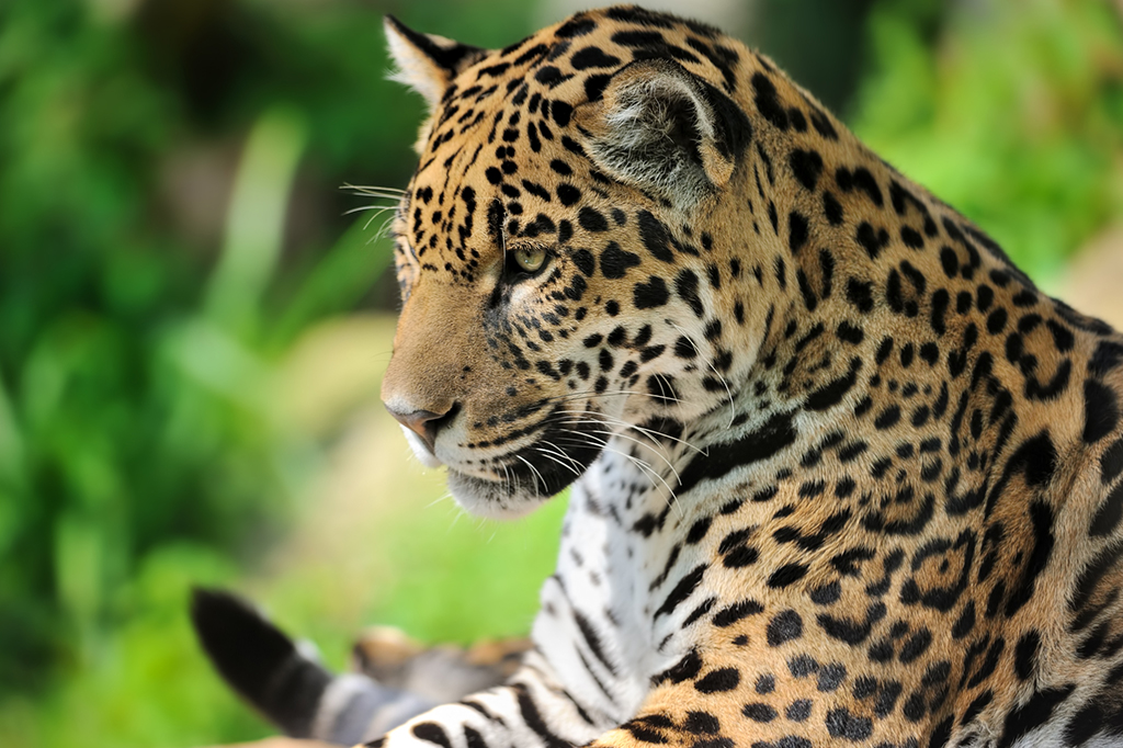 Como escapar de feras | Super