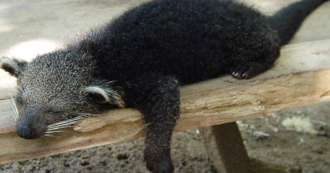 Este bicho tem cheiro de pipoca com manteiga | Super