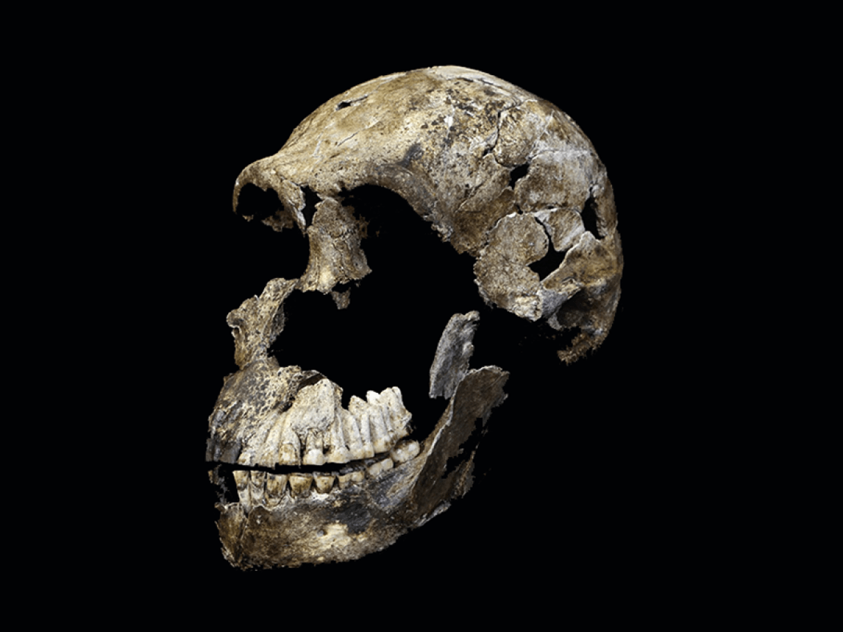 Esqueleto Do Homem De Neandertal Análise De DNA Ajuda A Explicar Fim