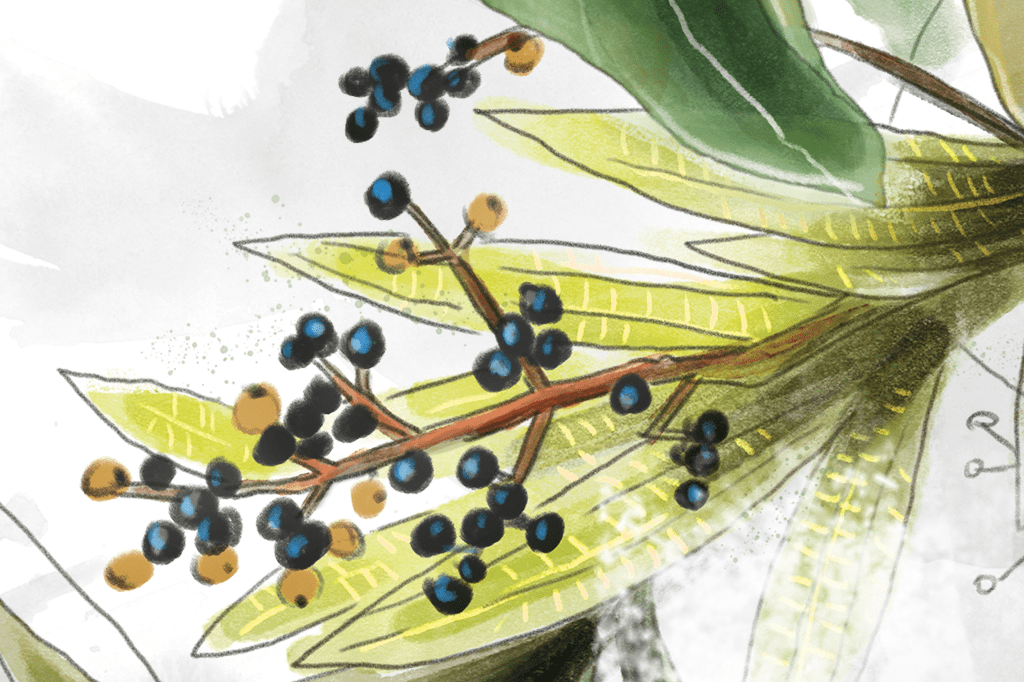 O que são as Pancs: plantas alimentícias não-convencionais | Super