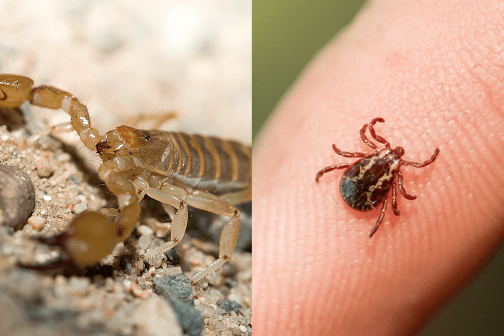 4 duplas de animais que você não vai acreditar que são parentes | Super