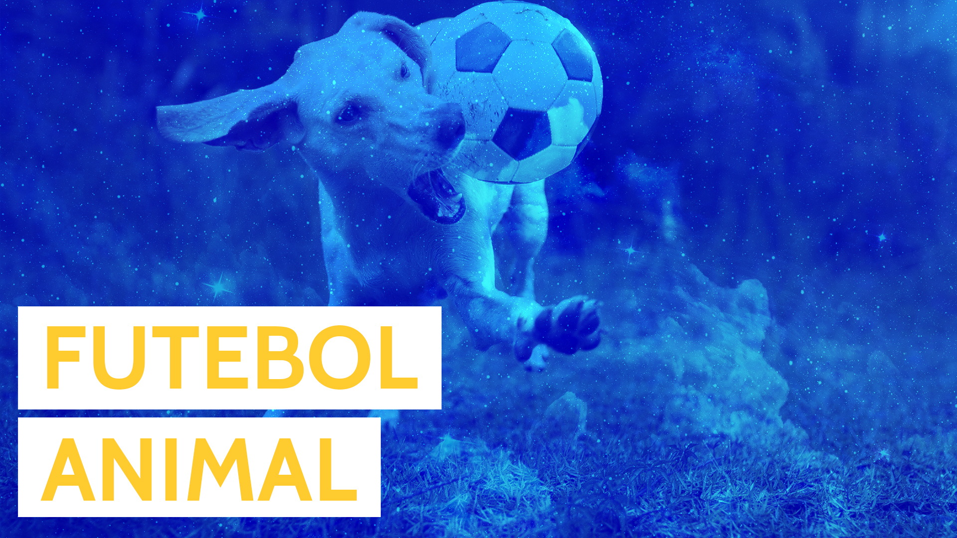 Os melhores GIFS de animais futeboleiros | Super