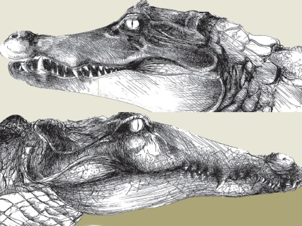 Jacare Vs Crocodilo Crocodile Sculpture In Wood 50cm Bali – Arte