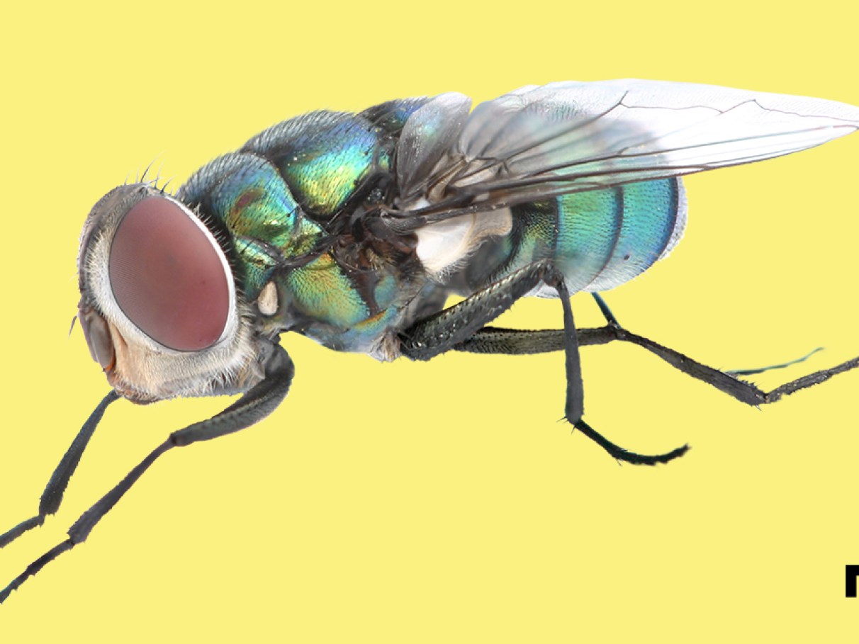 Objetivo dessa atividade é empurrar as moscas até a boca - lucox.cl