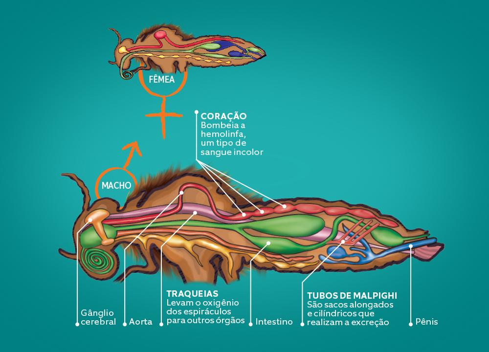 Como é a anatomia de uma borboleta? | Super