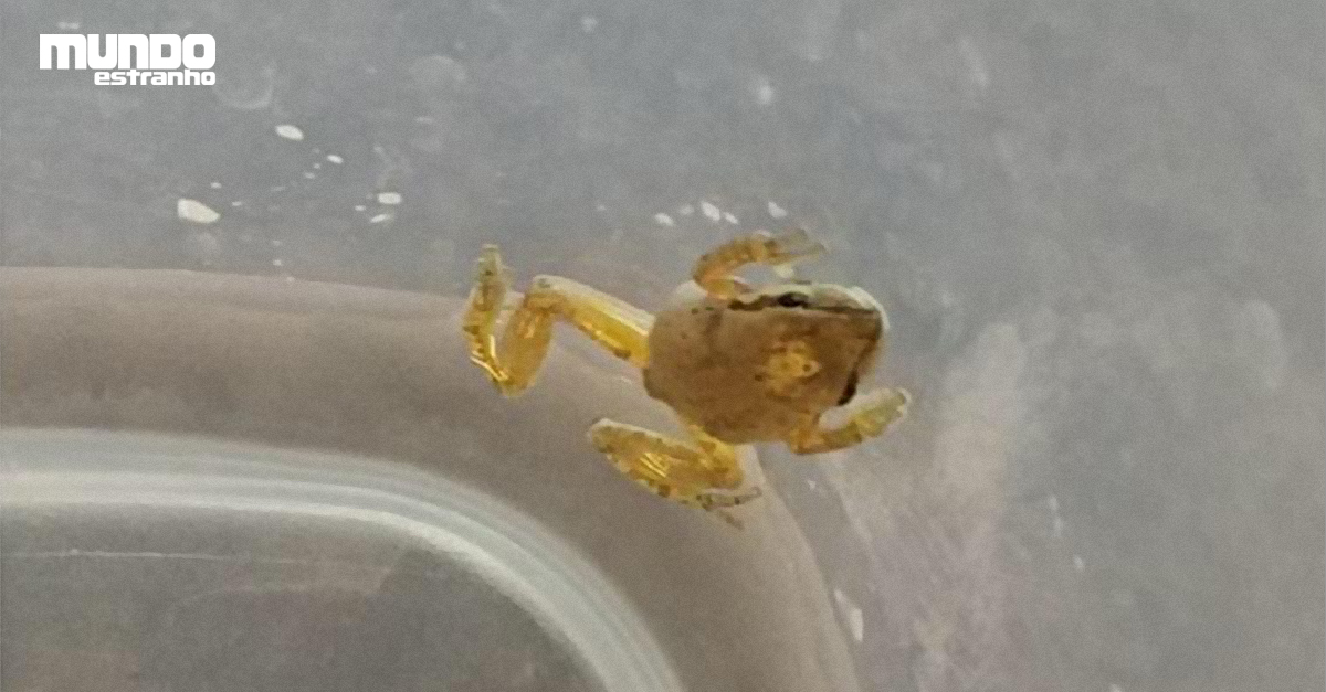 Mulher encontra sapo em salada e decide adotá-lo | Super