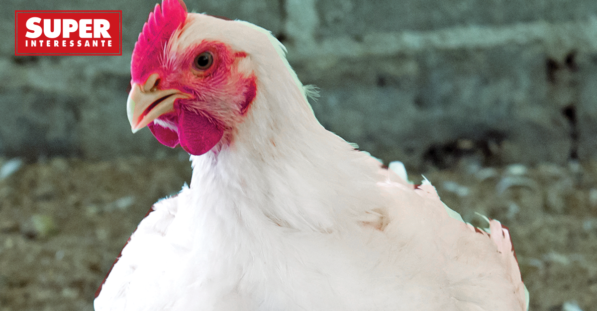 O que é um Chester? | Super