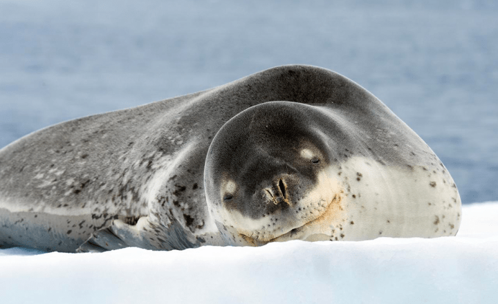 Filhote De Foca Leopardo Foca: Características, Onde Vivem,