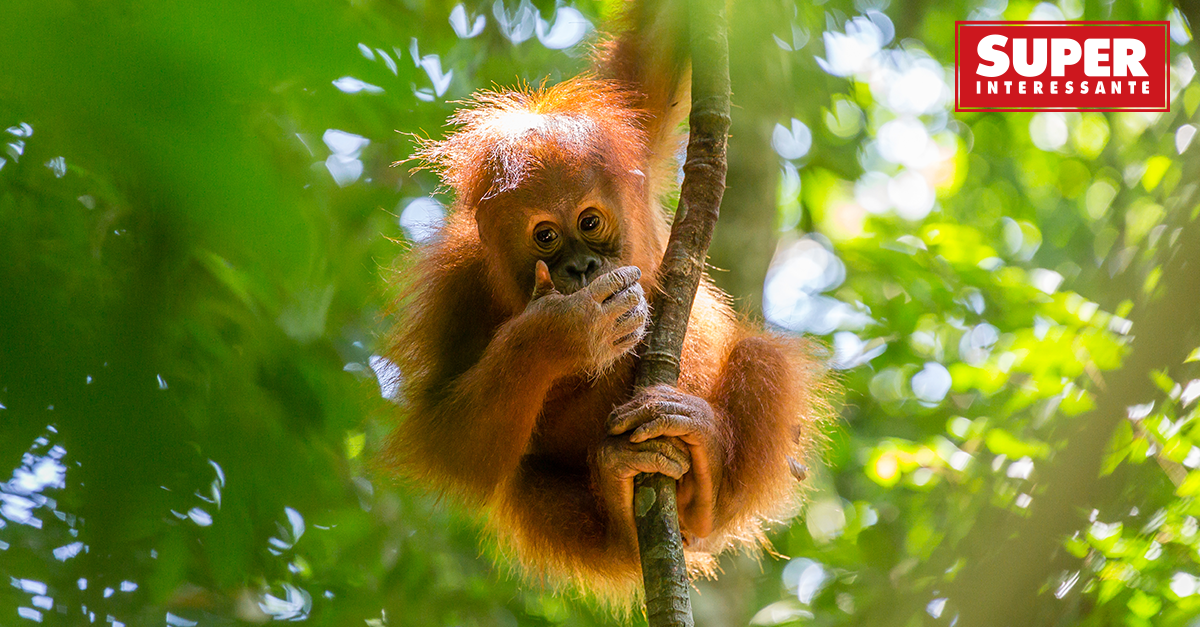Humanos primitivos caçavam macacos e esquilos, diz estudo | Super