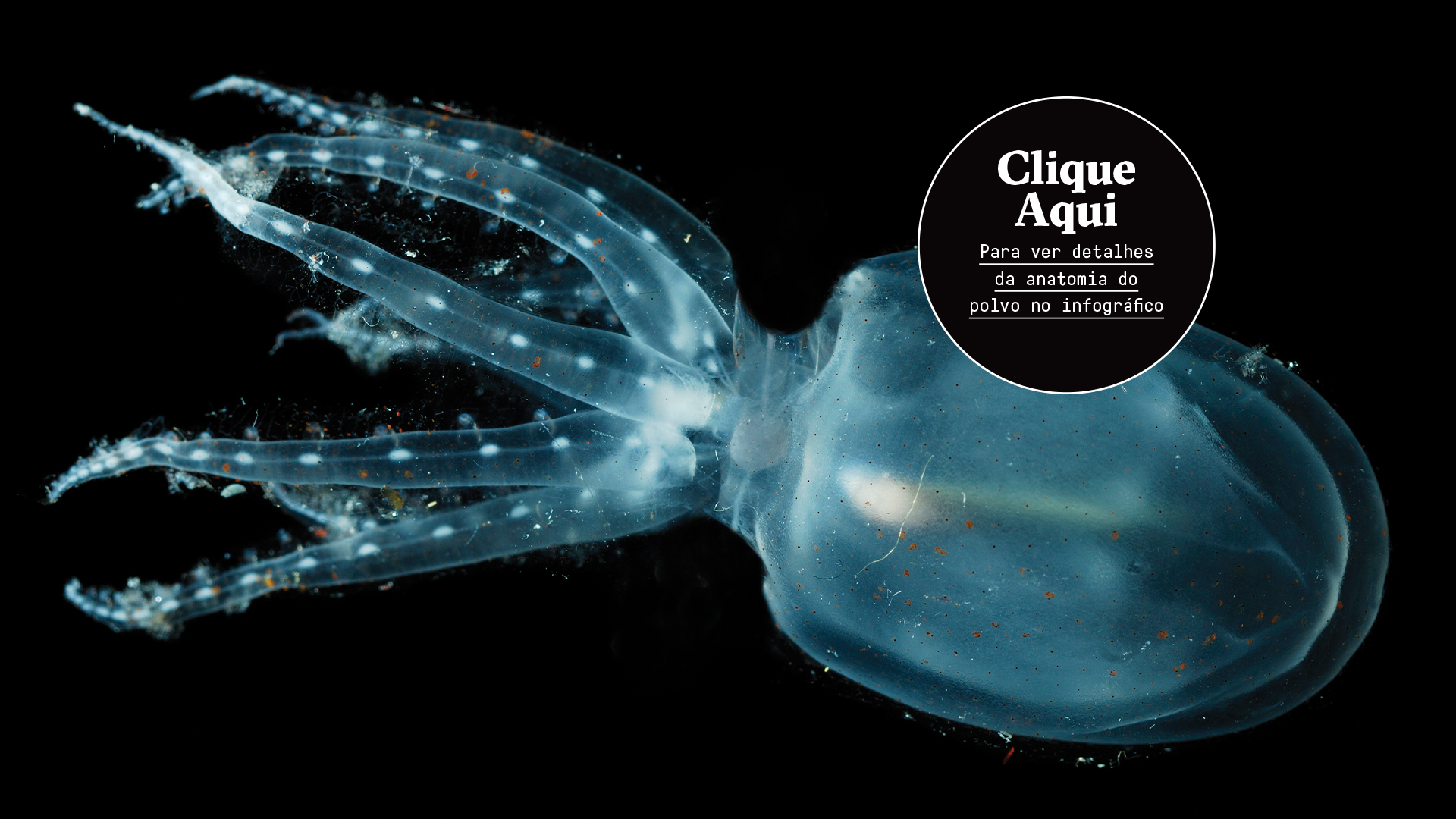 A inteligência dos polvos | Super