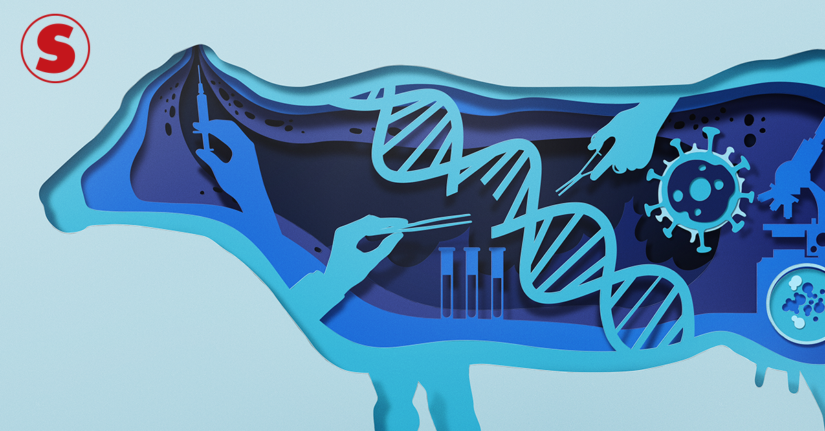 A vaca transgênica | Super
