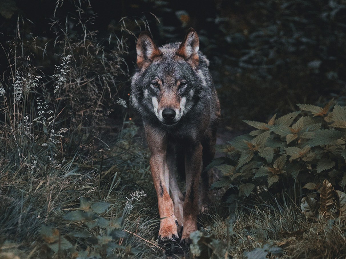 Filhote De Hiena Lobo Da Terra